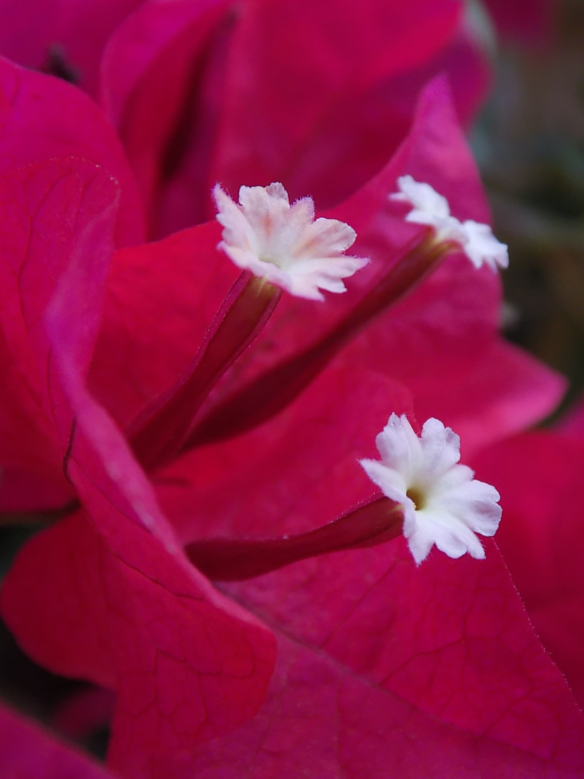 patiamarilla: Más pistilos entre pétalos de color rosa chicle chillón