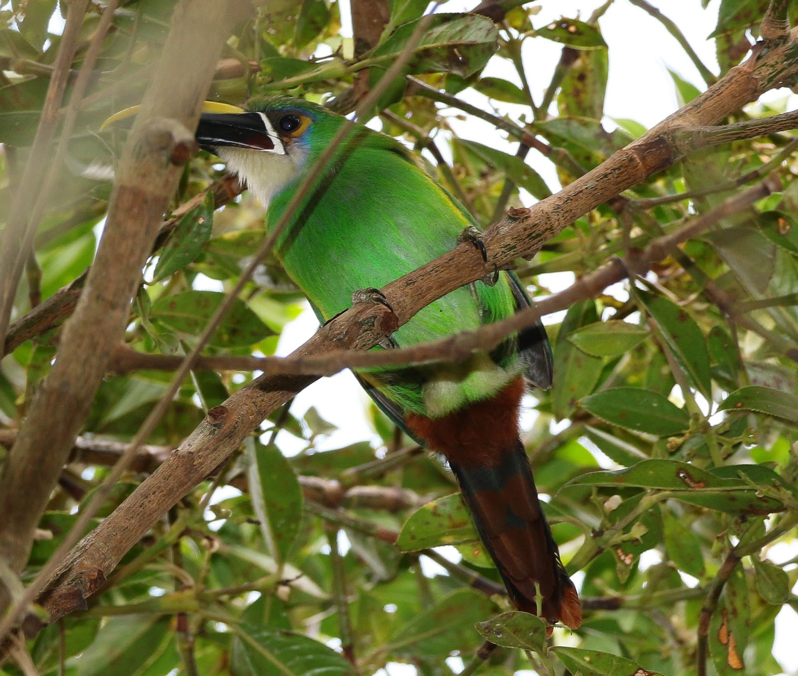 Nuestro bello mundo...: Pajareando en el Parque Nacional Sierra de La ...