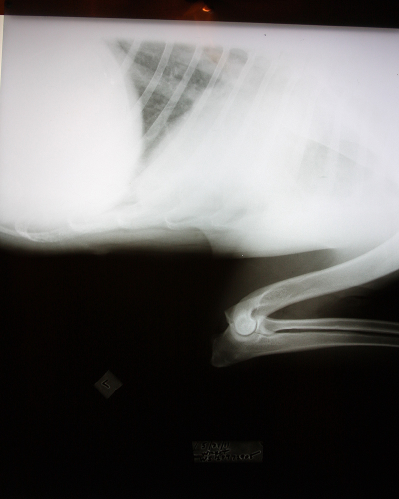 Black Russian Terriers, Bichons & Havanese, Oh My!: Laina's OFA X-rays