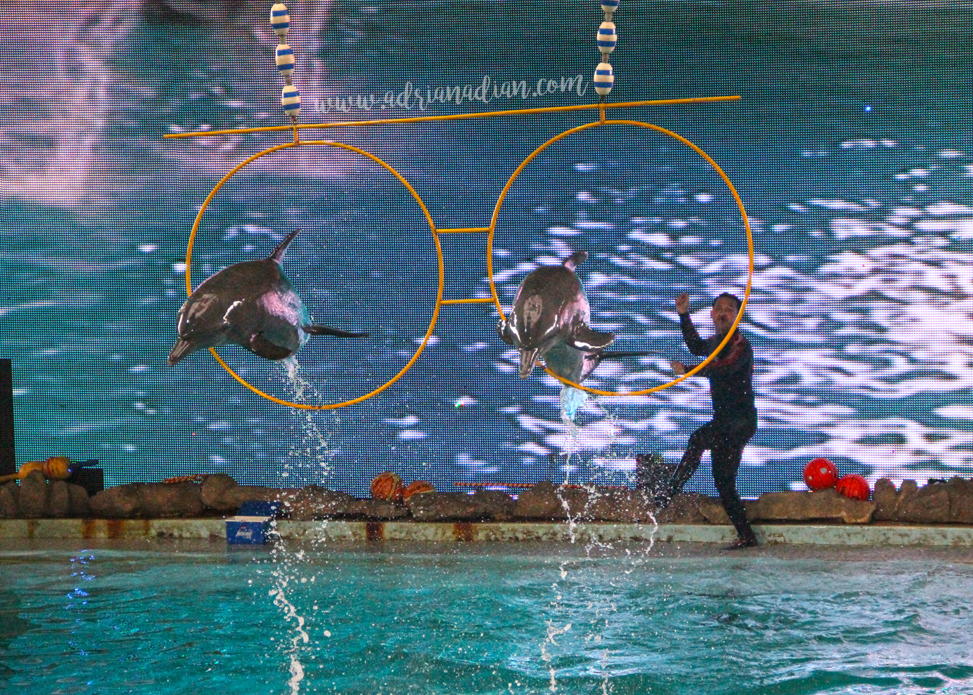 Liburan ke Ocean Dream Samudra Ancol Yuk!