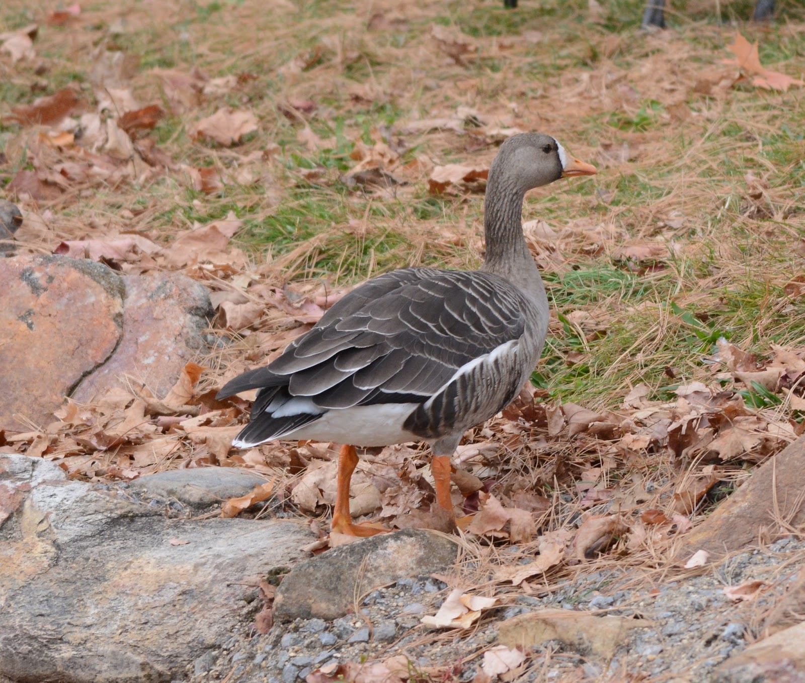 Greater White-fronted Geese in the Mid-Atlantic - Part 1