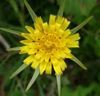 Uredjenje doma|cvecke|enterijer|