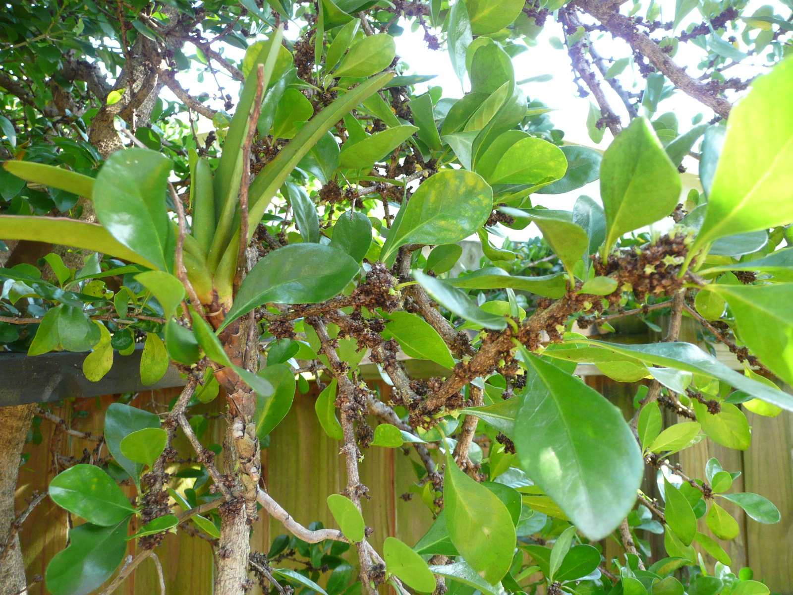 Gardening South Florida Style: White Indigo Berry Bush
