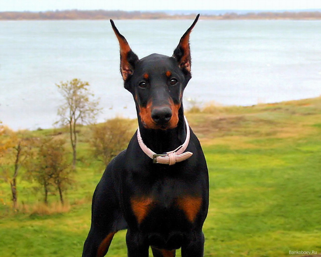 Razas de Perros: Fotos de Doberman