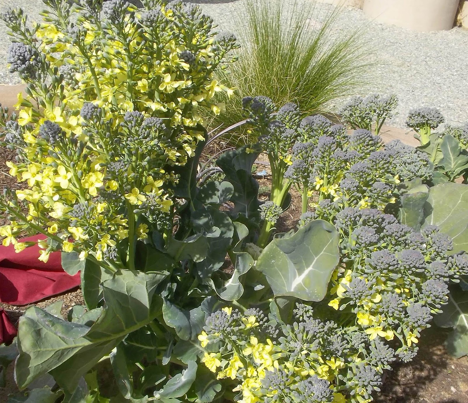 Gardening Turned Up to Eleven: Flowering Broccoli