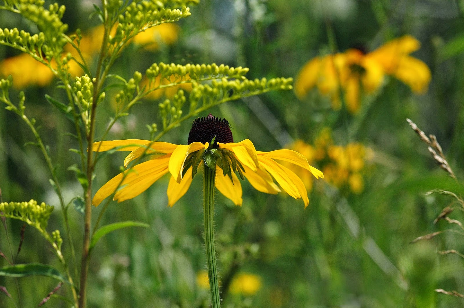 The Garden On The Ridge: The Yellow, Yellow, Days of August