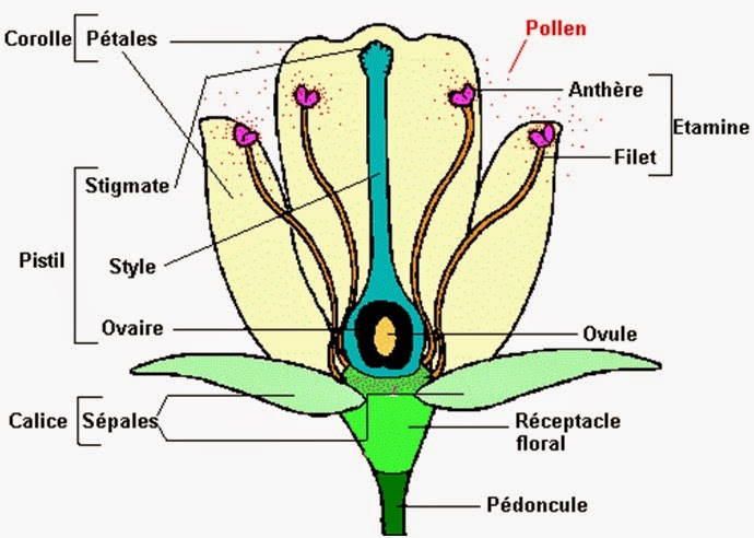 Tout sur l'environnement, le jardin et les espaces verts: Schéma d'une ...