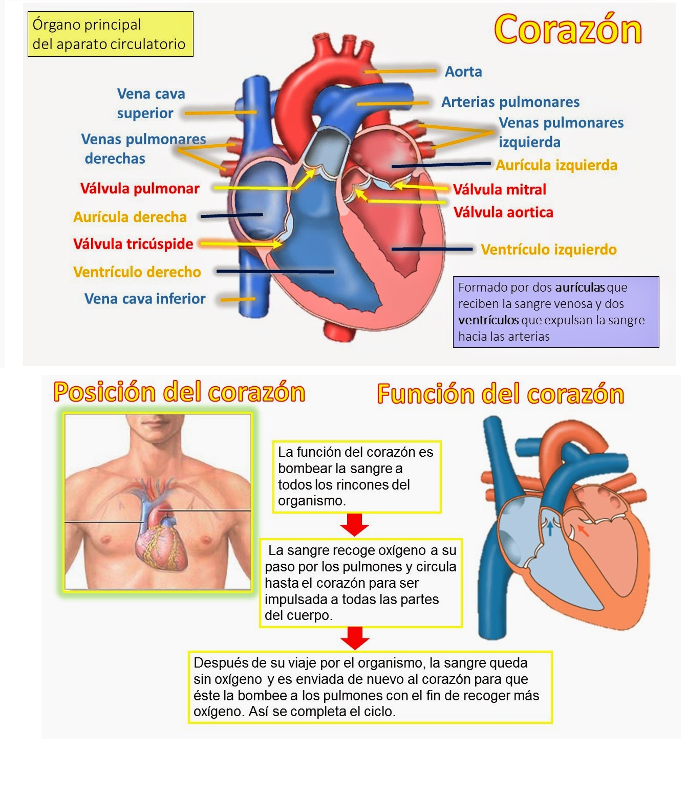 fisiología básica por Omar Alfredo Ruiz Trevedan: Generalidades de Corazón
