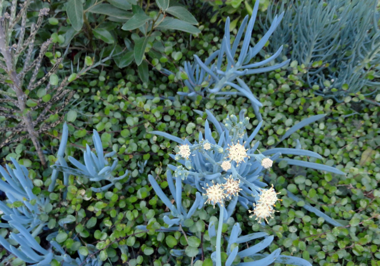 danger garden: Bloomday, October 2012