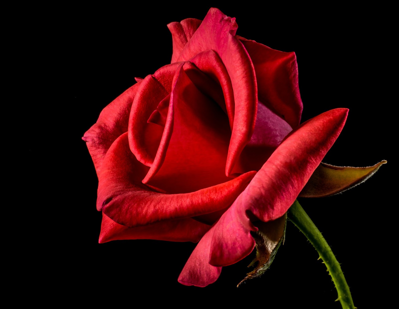 10 imágenes de Rosas en alta definición, fotos HD gratuitas