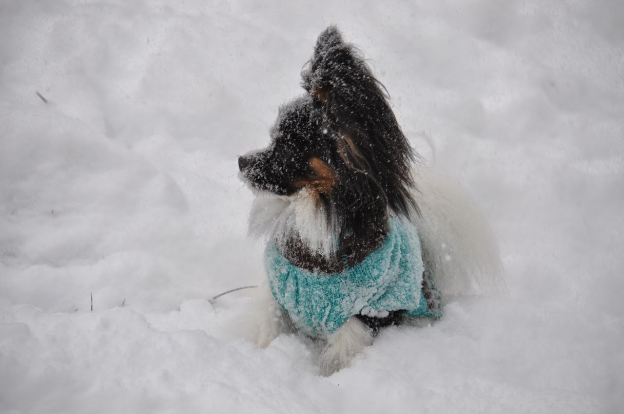 Road's End Papillons : Road's End Snow Bunnies 2014