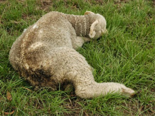 Clostridial Disease of Sheep and Cattle - Vet in Training