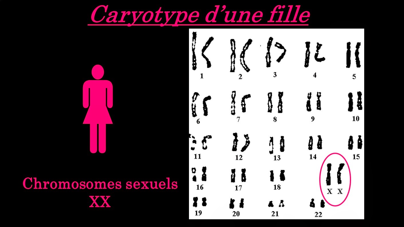 Le labo d'Anissa - SVT: Chapitre 2 : Devenir homme ou femme (1ere ES-L).