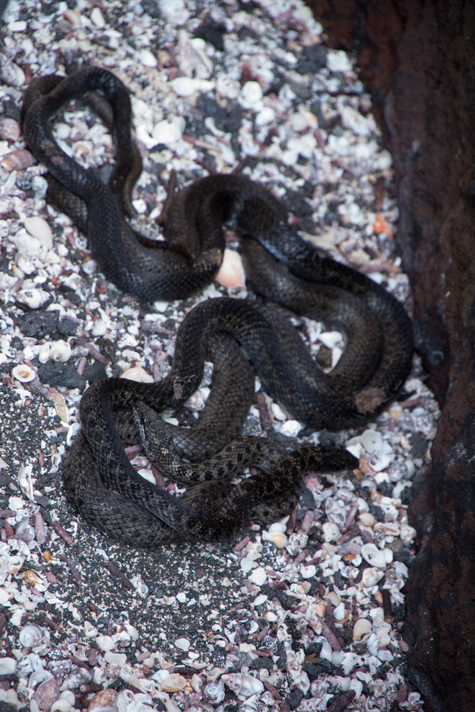 Life is short, but snakes are long: Galápagos Racers