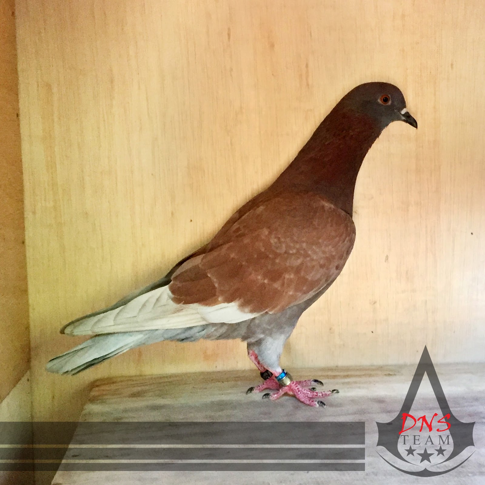 NOMINAL TEAM Merpati Balap BIRD FARM: JANTAN TERNAK