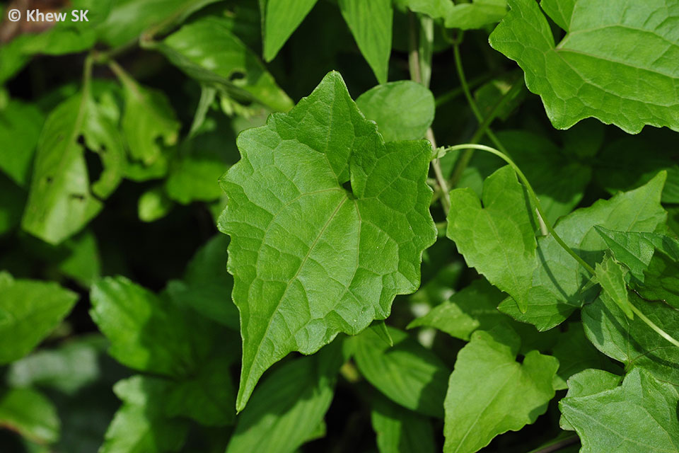 Butterflies of Singapore: Favourite Nectaring Plants #10