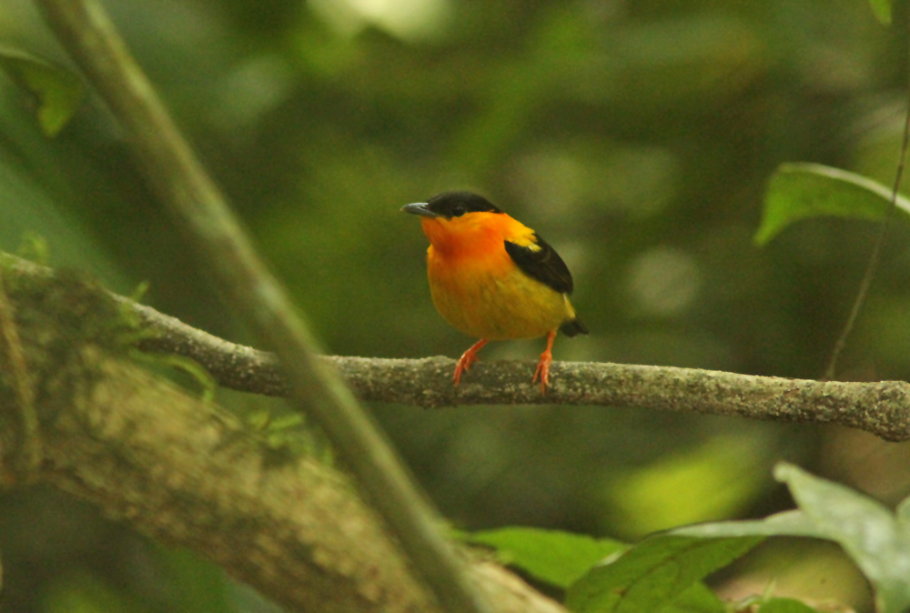 Birding Berrien and Beyond: Orange-collared Manakin at last