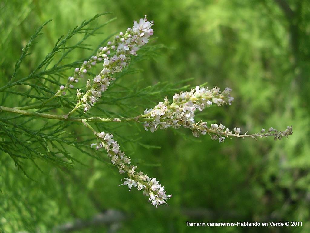 Hablando en verde: Tamarix canariensis (Taraje)
