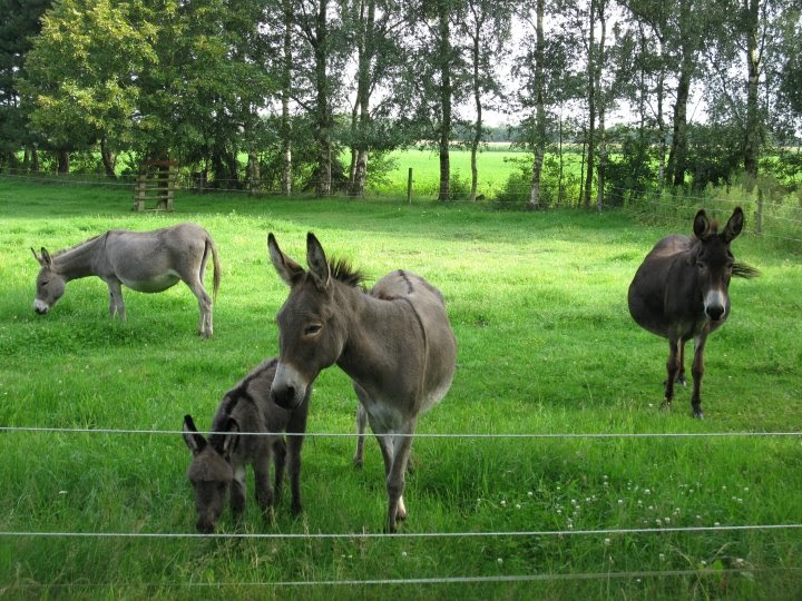 NATUURLIJK-RIJK: Op stap met een ezel
