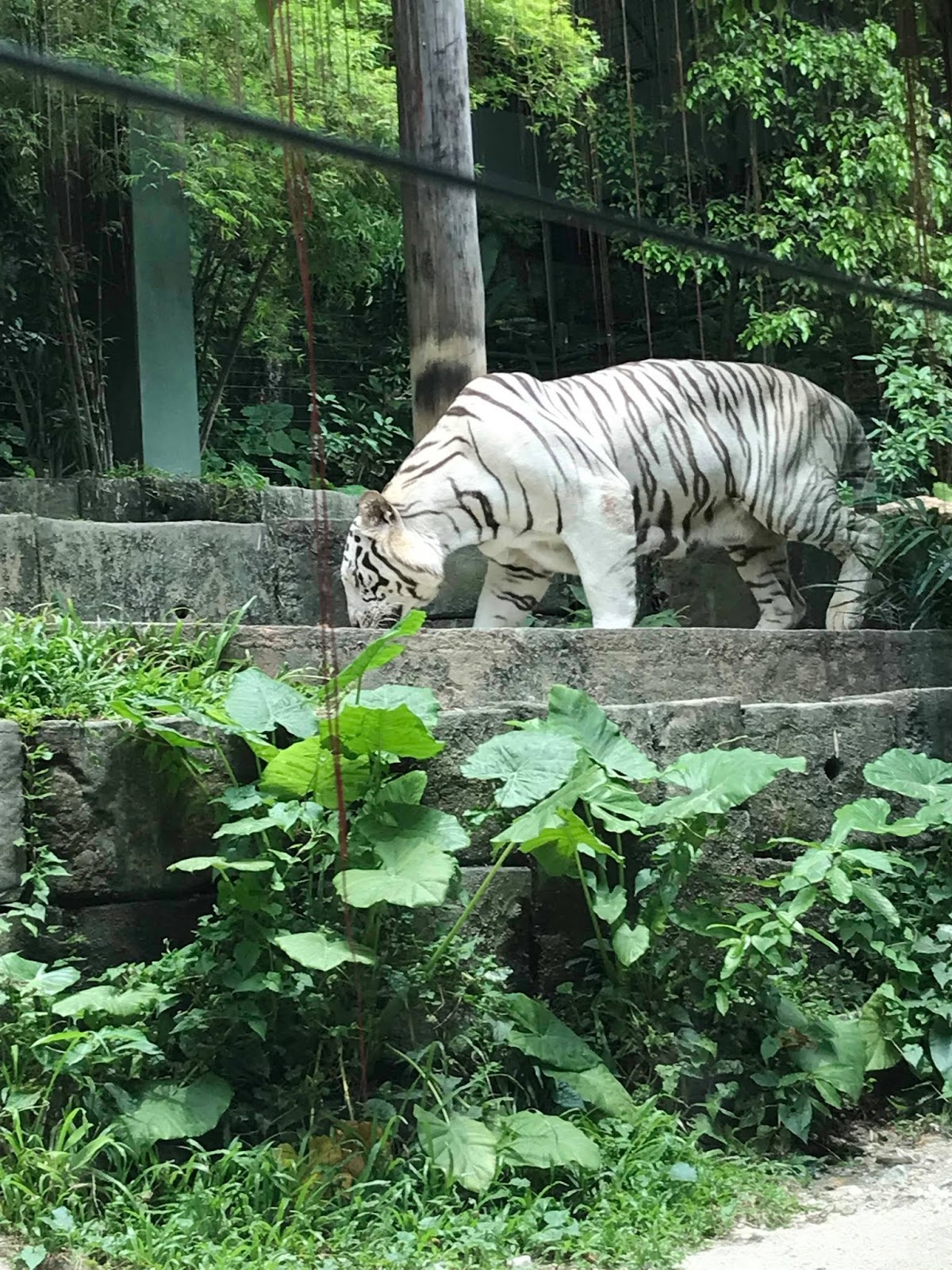 SUNWAY LAGOON CELEBRATES WORLD ANIMAL DAY WITH A PLEDGE TOWARDS ...