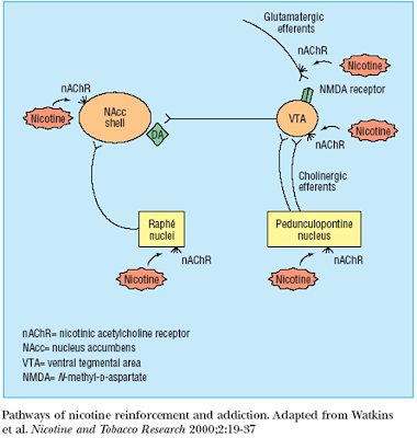 Dokter 23: Efek Rokok Terhadap Sistim Saraf