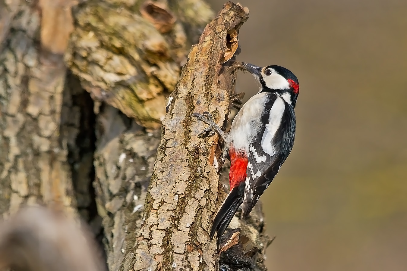 Pensierini sparsi: Picchio rosso maggiore