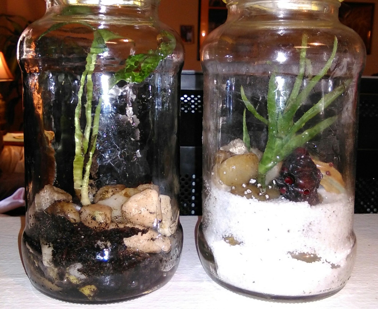 Terrariums, Nature, clay, & Chemo. Oh my!