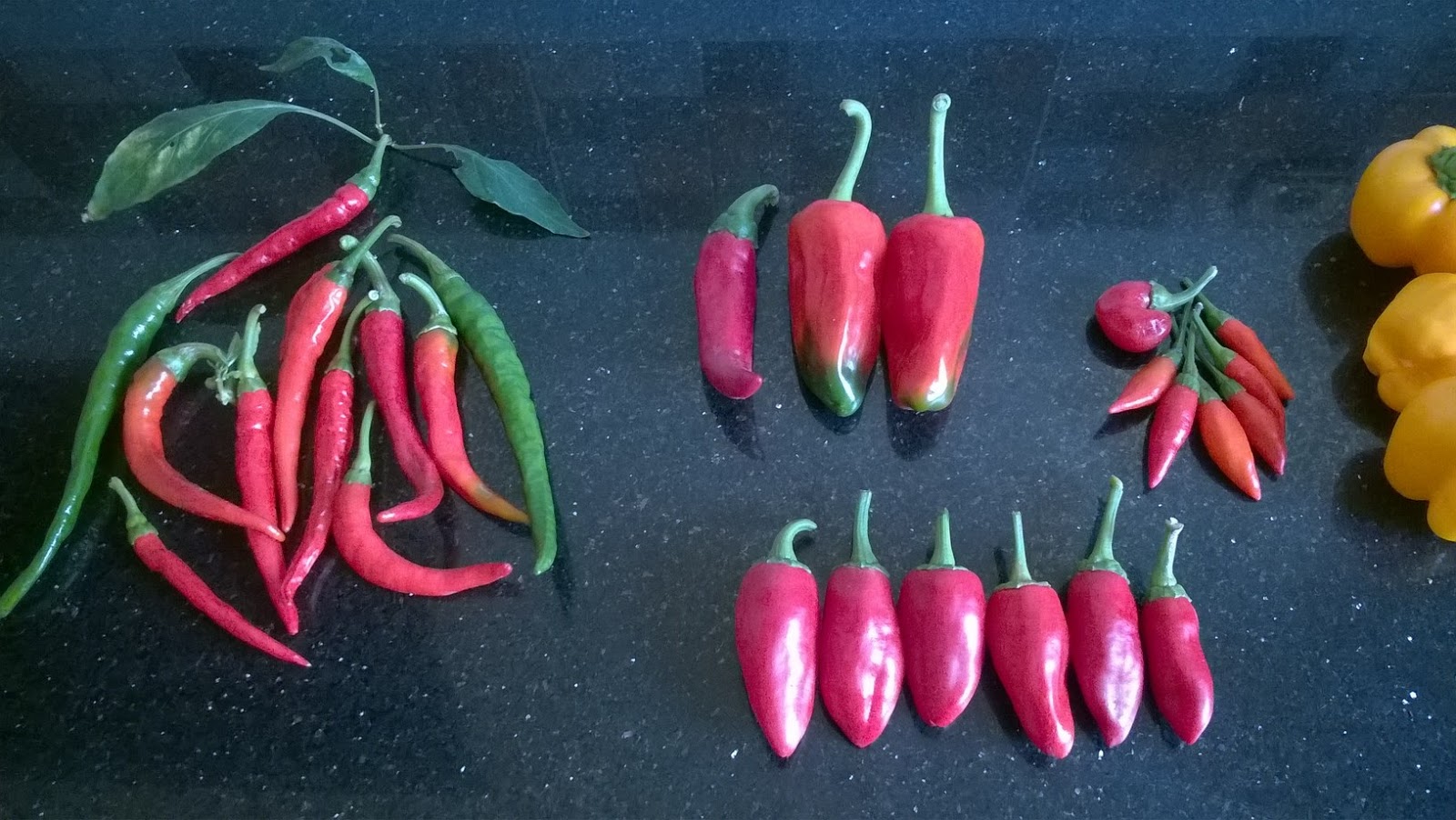 History Of Chili Peppers