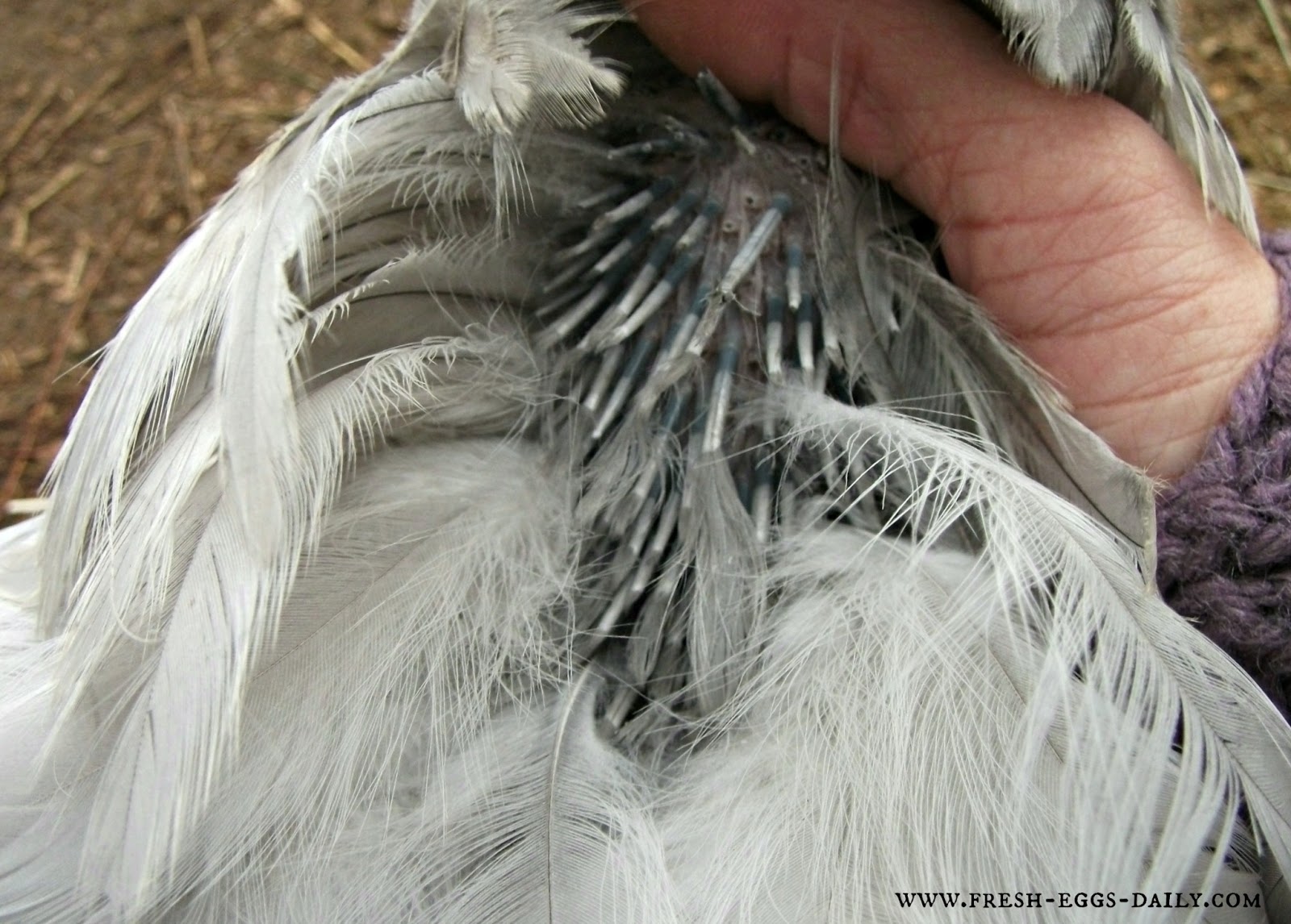 Molt Meatloaf: Much-Needed Protein for Feather Regrowth in Chickens ...