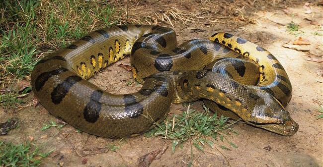 Ofidico: Eunectes Murinus