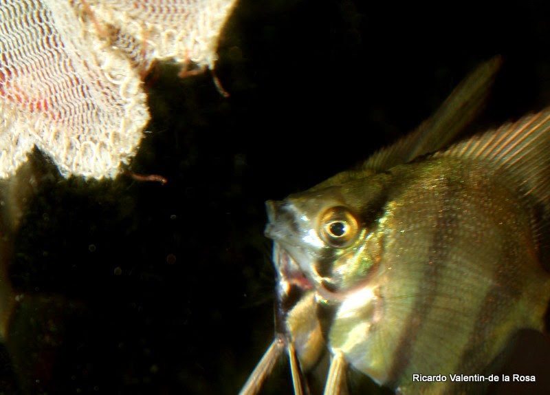 Ricardo's Blog, : Angelfish, Peruvian "altum", two weeks after they ...