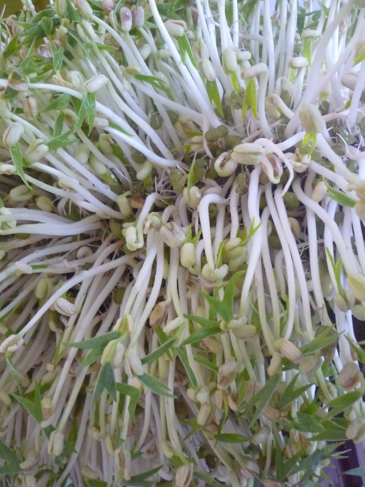 Disini dalam lingkaran ini: Taugeh hari ke 4. Lupa tutup besen berisi ...