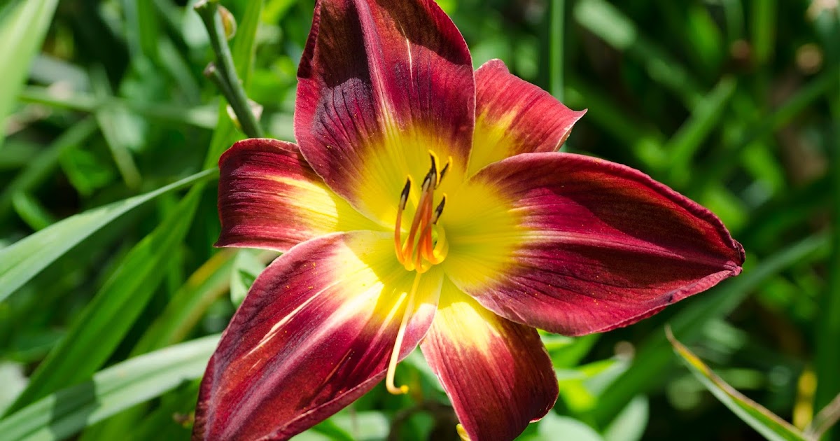 Hémérocalles - Daylilies: Persian Ruby