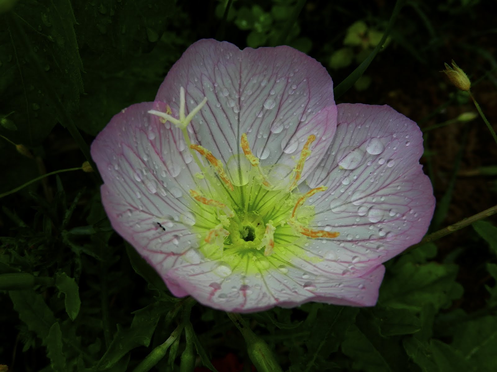 World Peace Wetland Prairie: Evening primrose a showy spring flower on ...