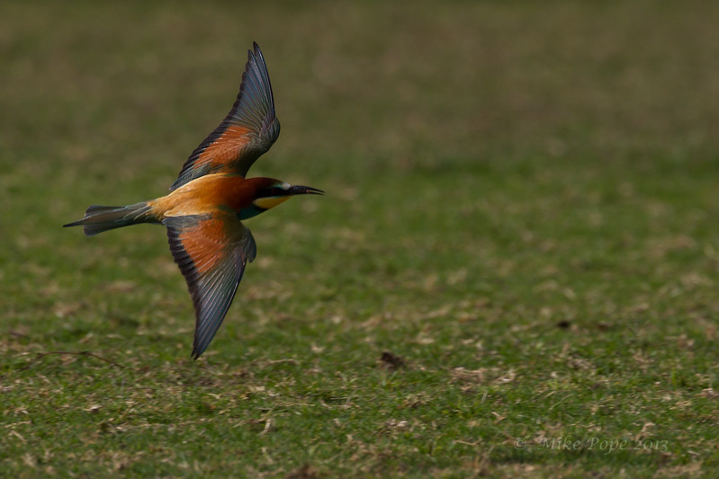 Kuwait Birding: Surf and Turf