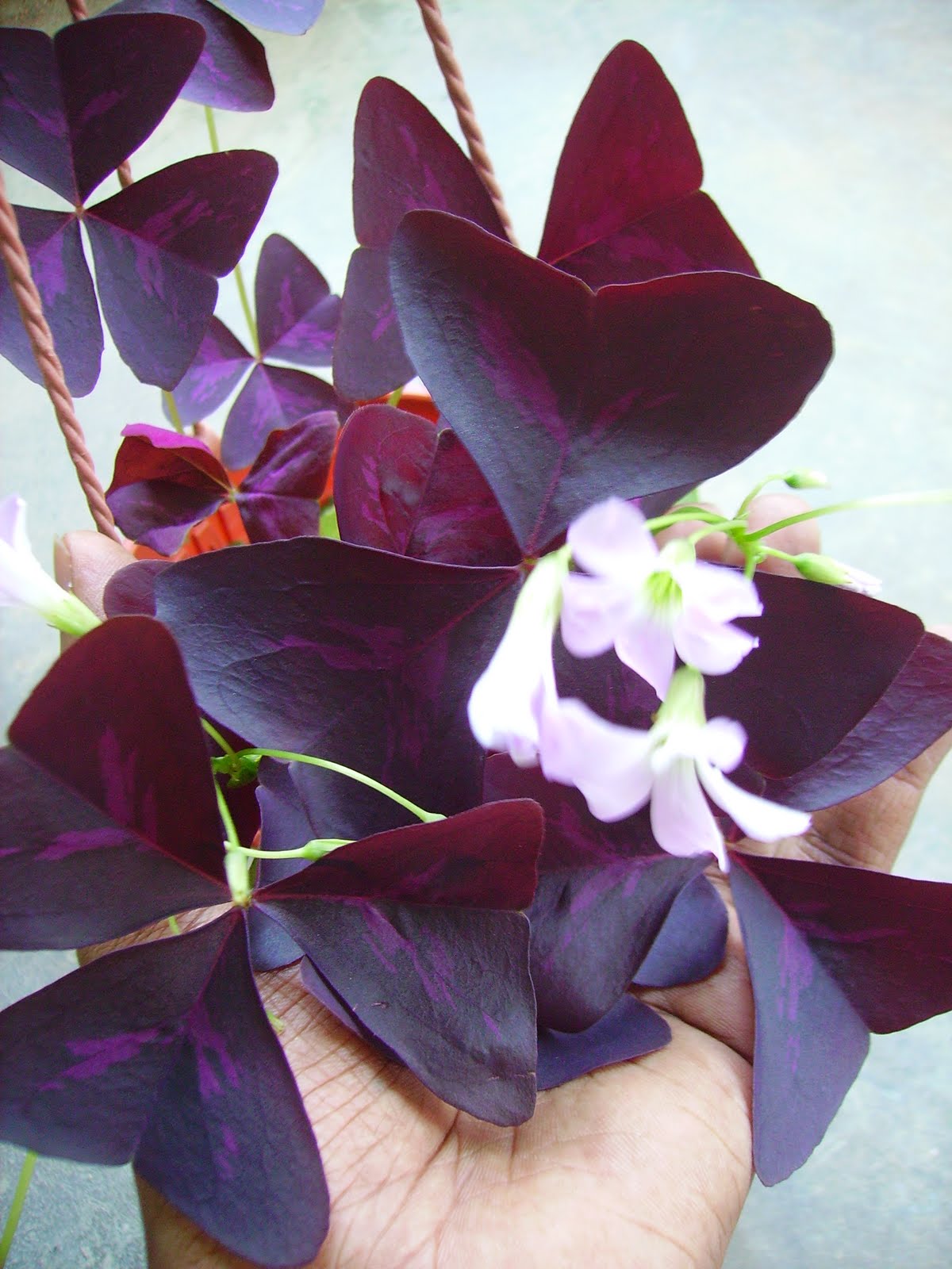 Garden Chronicles of James David: Purple Shamrock - Oxalis triangularis
