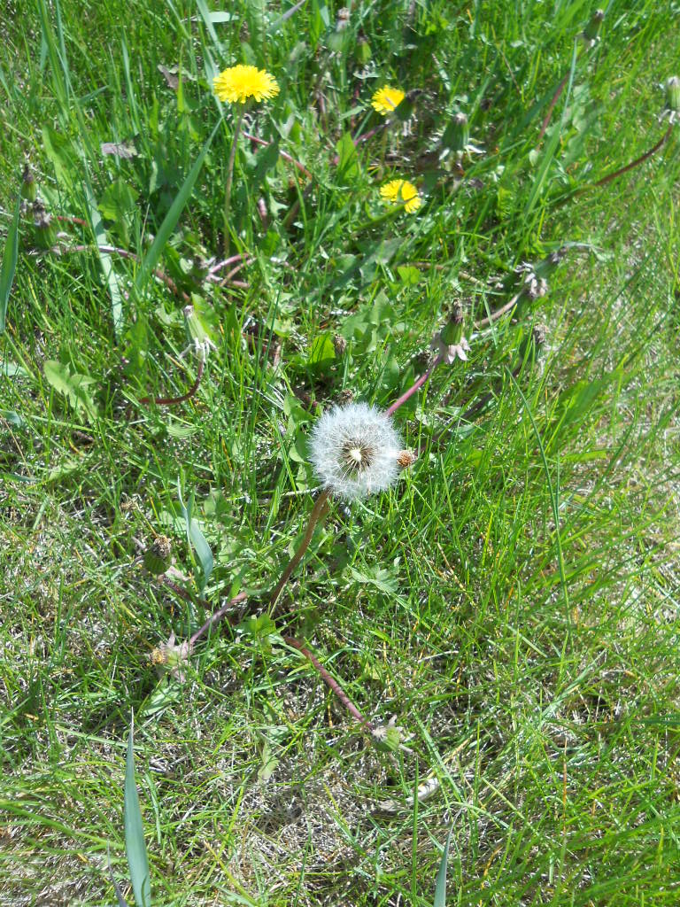 To Tell A Story: White flowers!