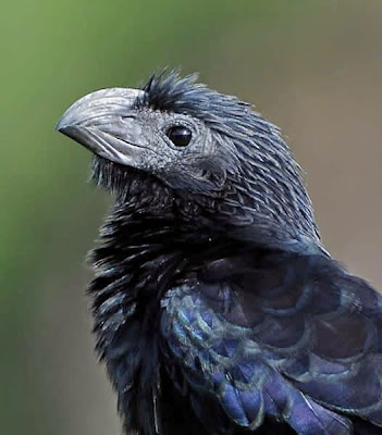 Bellas Aves de El Salvador: Crotophaga sulcirostris (pijuyo ...