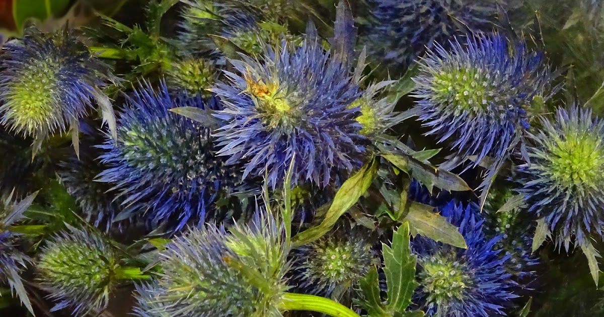 NixPages: SEA HOLLY