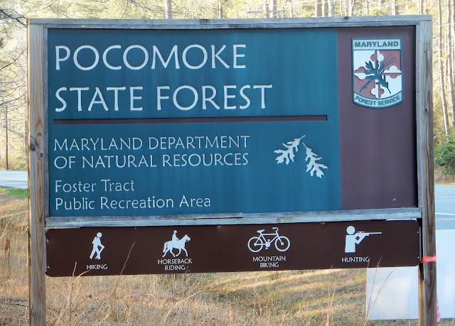 Natural Mid-Atlantic : MD Pocomoke State Forest, Algonquin Cross County ...