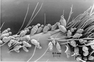 Real Monstrosities: Symbion