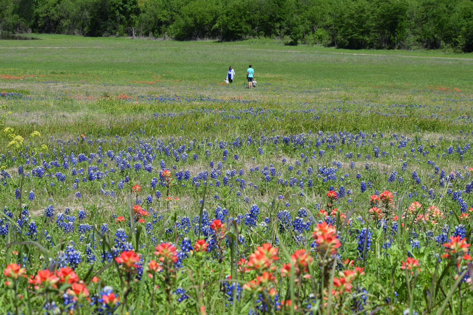 Travel for Life: Texas—Visiting Ennis for Bluebonnet Trails Festival (2019)