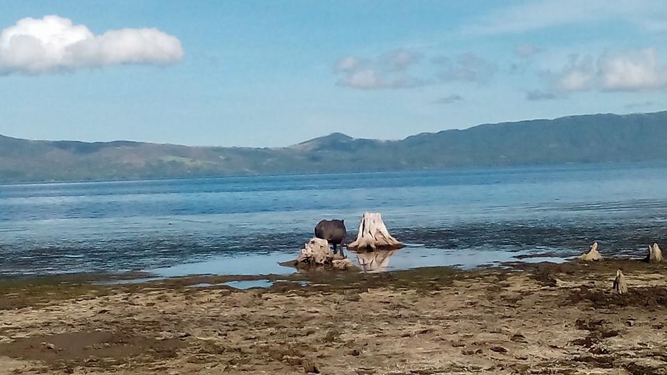 Lake Mainit of the Philippines: October 2015