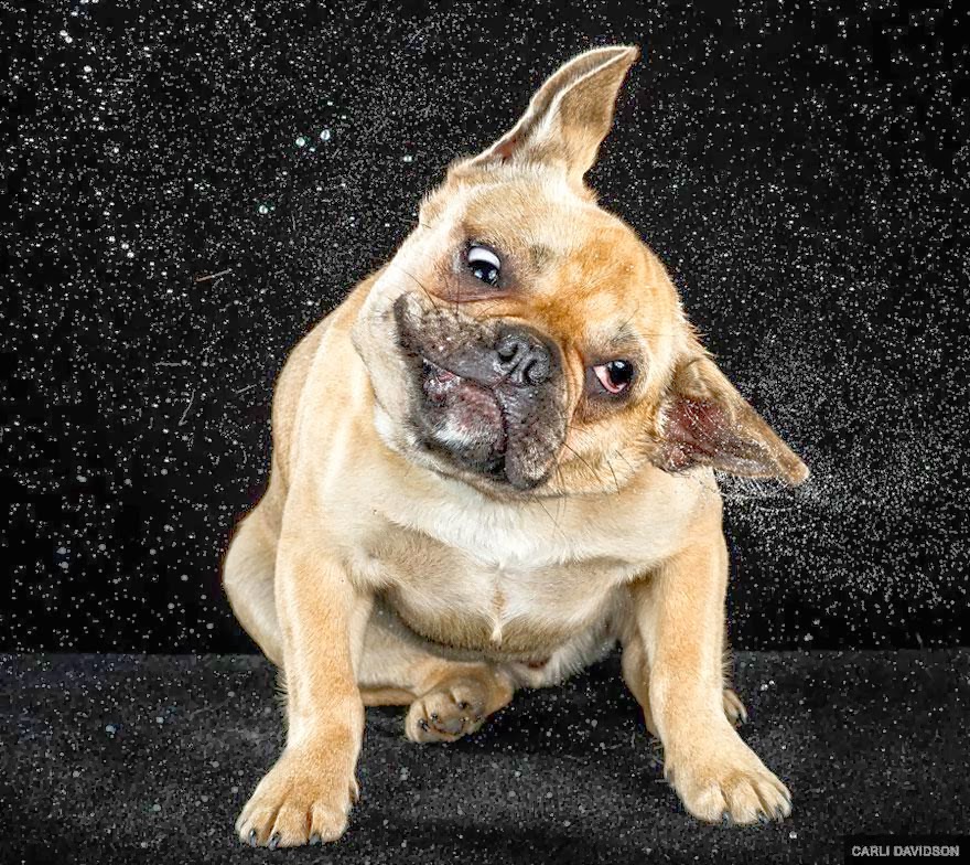 The Gibble: Slow Motion Photos Of Dogs Shaking Their Heads