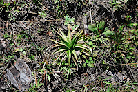 Space Coast Wildflowers: Wickham Park, February 20, 2012