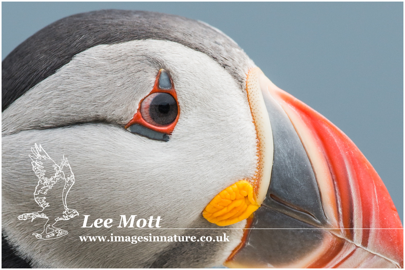 Lee Mott Photography