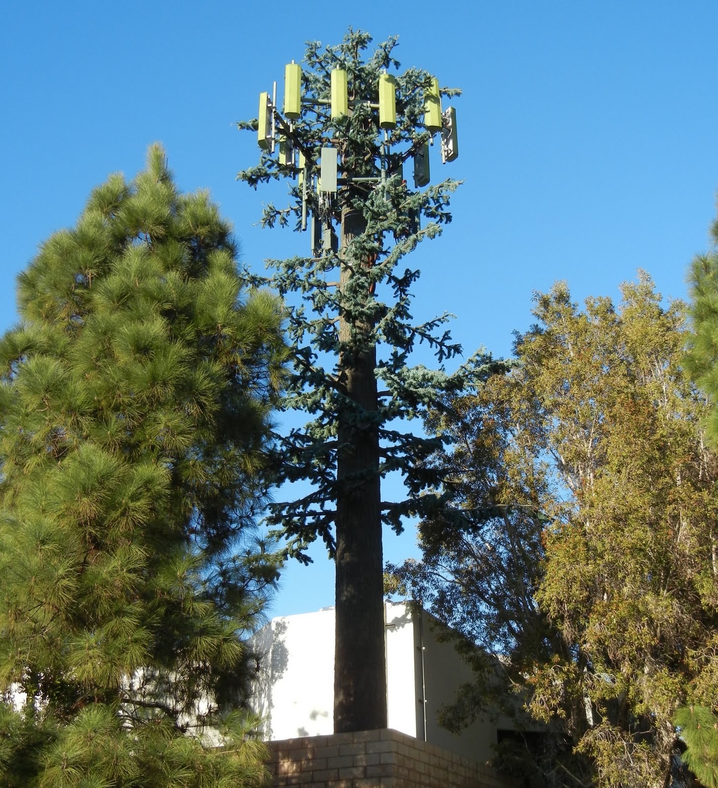 A photo, A thought............: Observation: Stealth cellphone towers