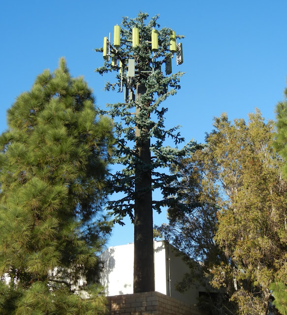 A photo, A thought............: Observation: Stealth cellphone towers