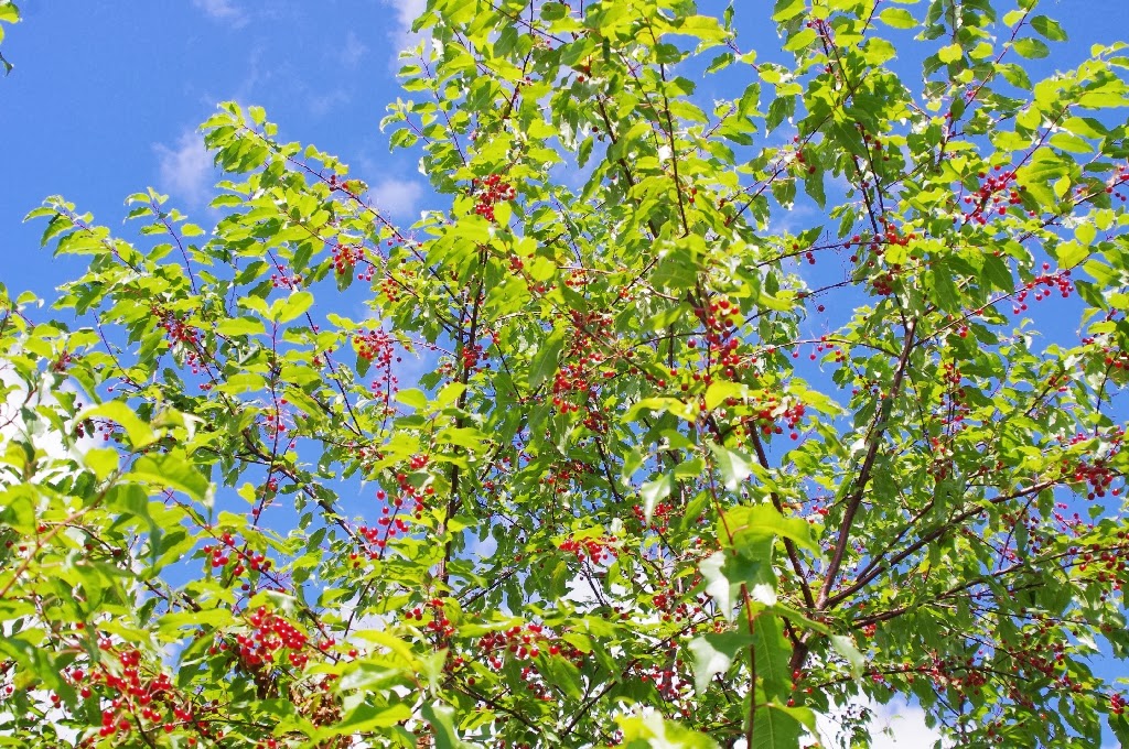 Pin Cherry Jelly | Bushcraft USA Forums