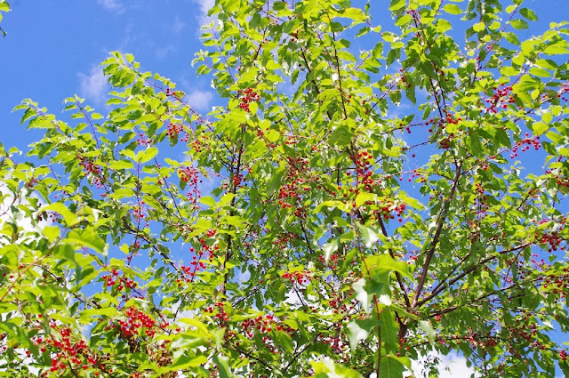 American Grouch: Pin Cherry Jelly